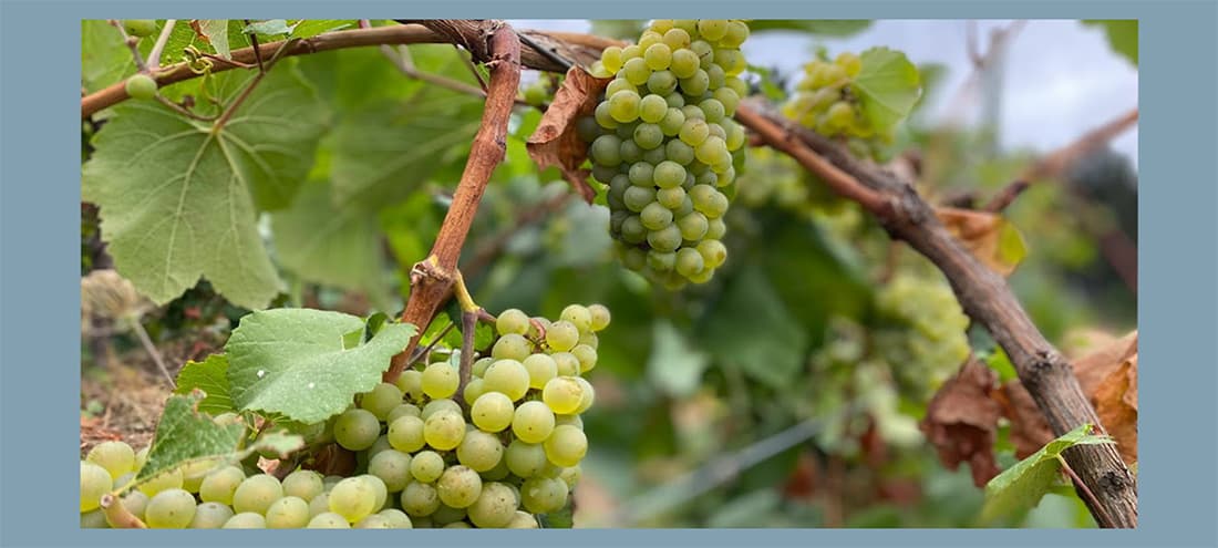 compton-grapes-fall-header-2023 - Compton Family Wines